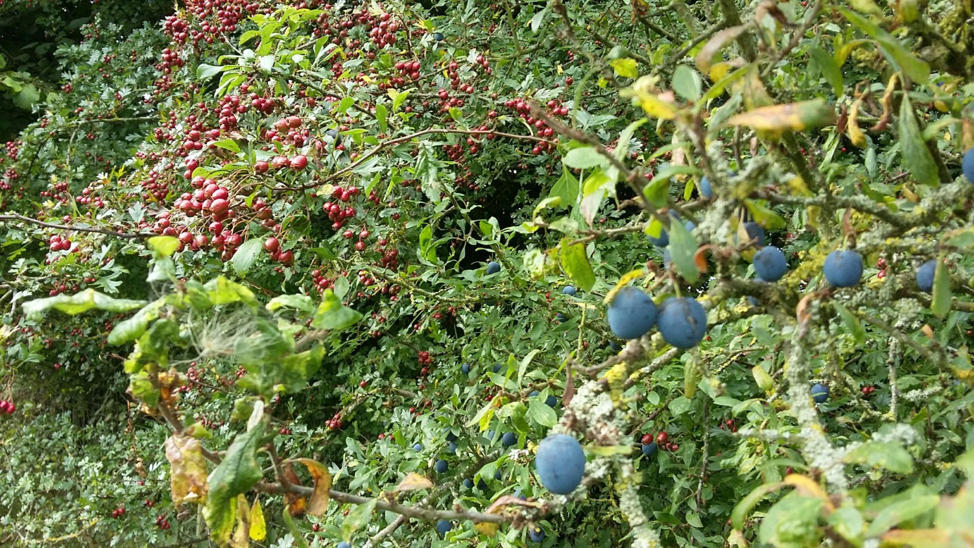 CPRE releases ground breaking new research into hedgerows - CPRE ...