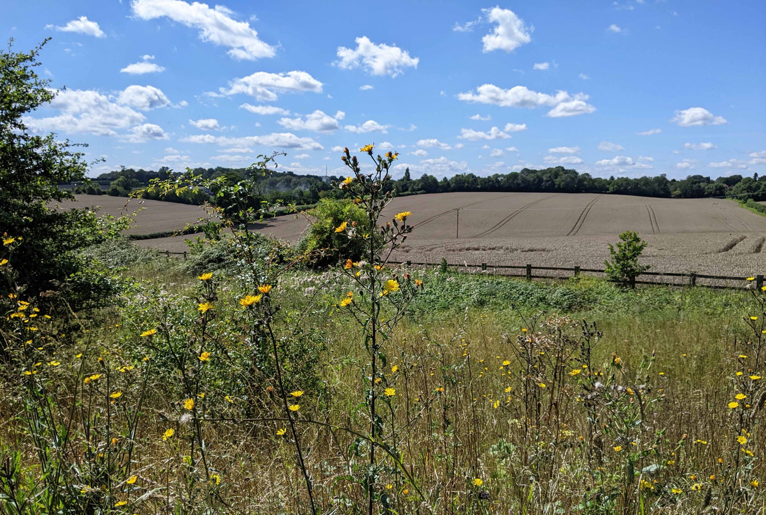 St Albans City & District Draft Local Plan – our initial review - CPRE ...