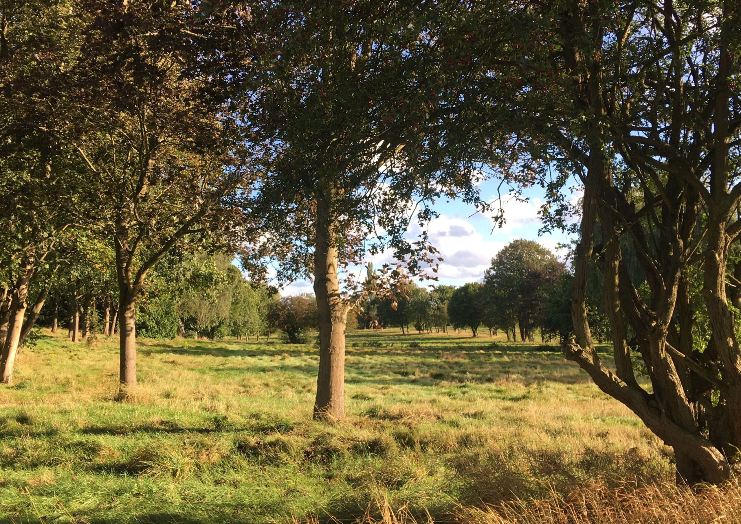 Hertsmere Draft Local Plan 2024 – our initial analysis - CPRE Hertfordshire